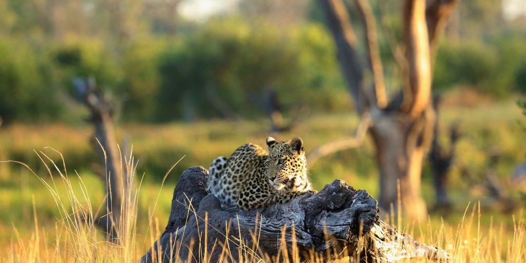 leopard-khwai-bush-camp-botswana - Zazu Voyage